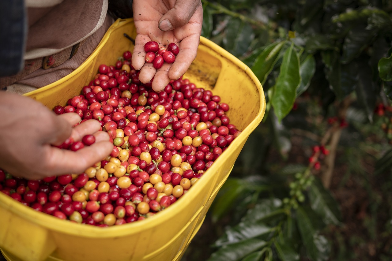 Part 1: Growing Certified Organic Coffee in Colombia