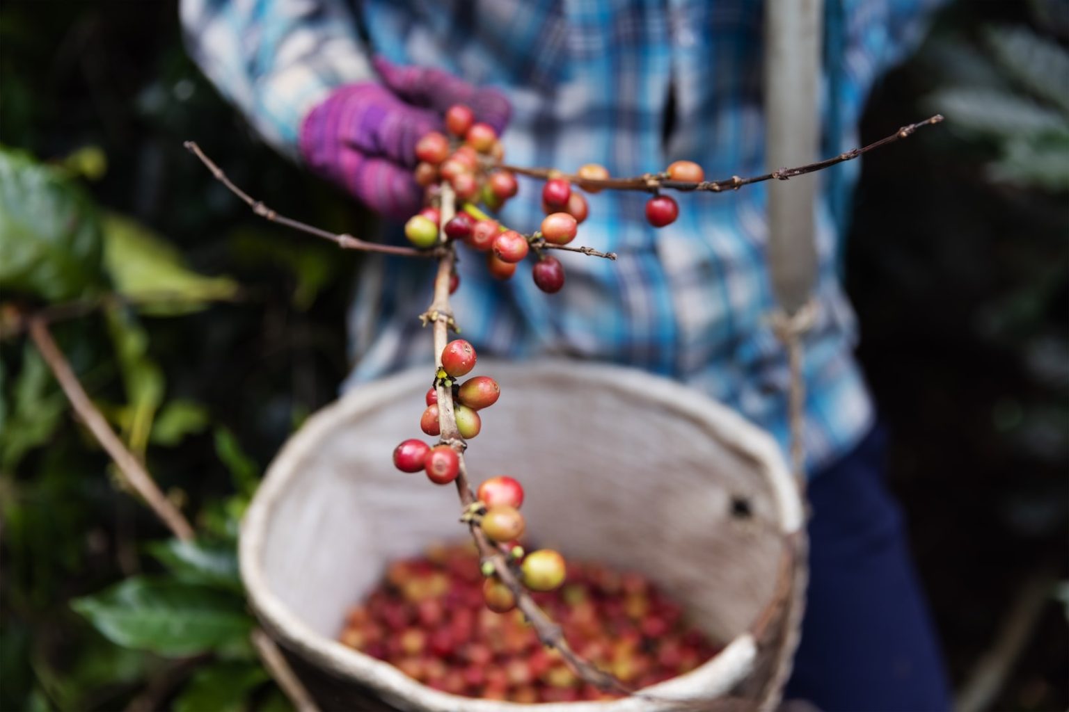 What it's like to Grow Up on a Coffee Farm in Chiapas Mexico